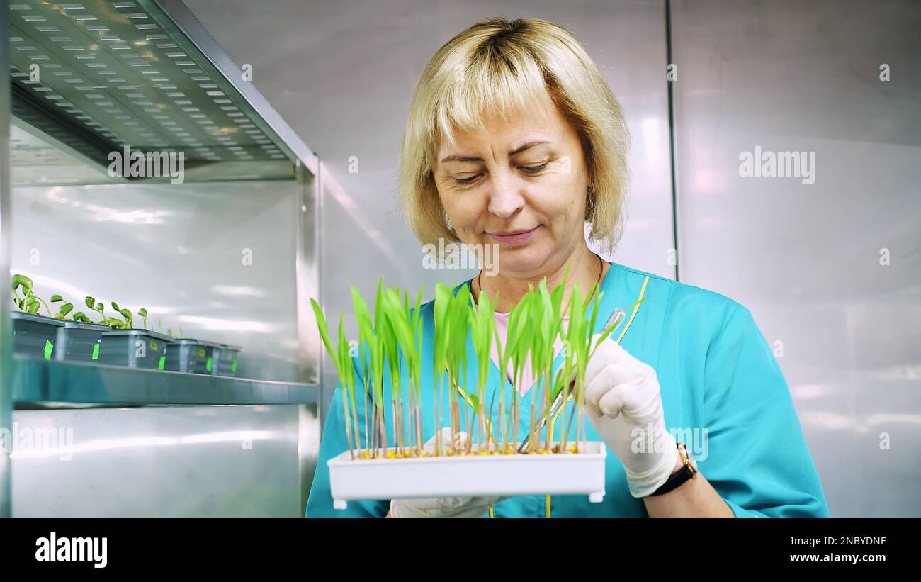 lab worker reviews growing young green sprouts in soil, in small boxes ...