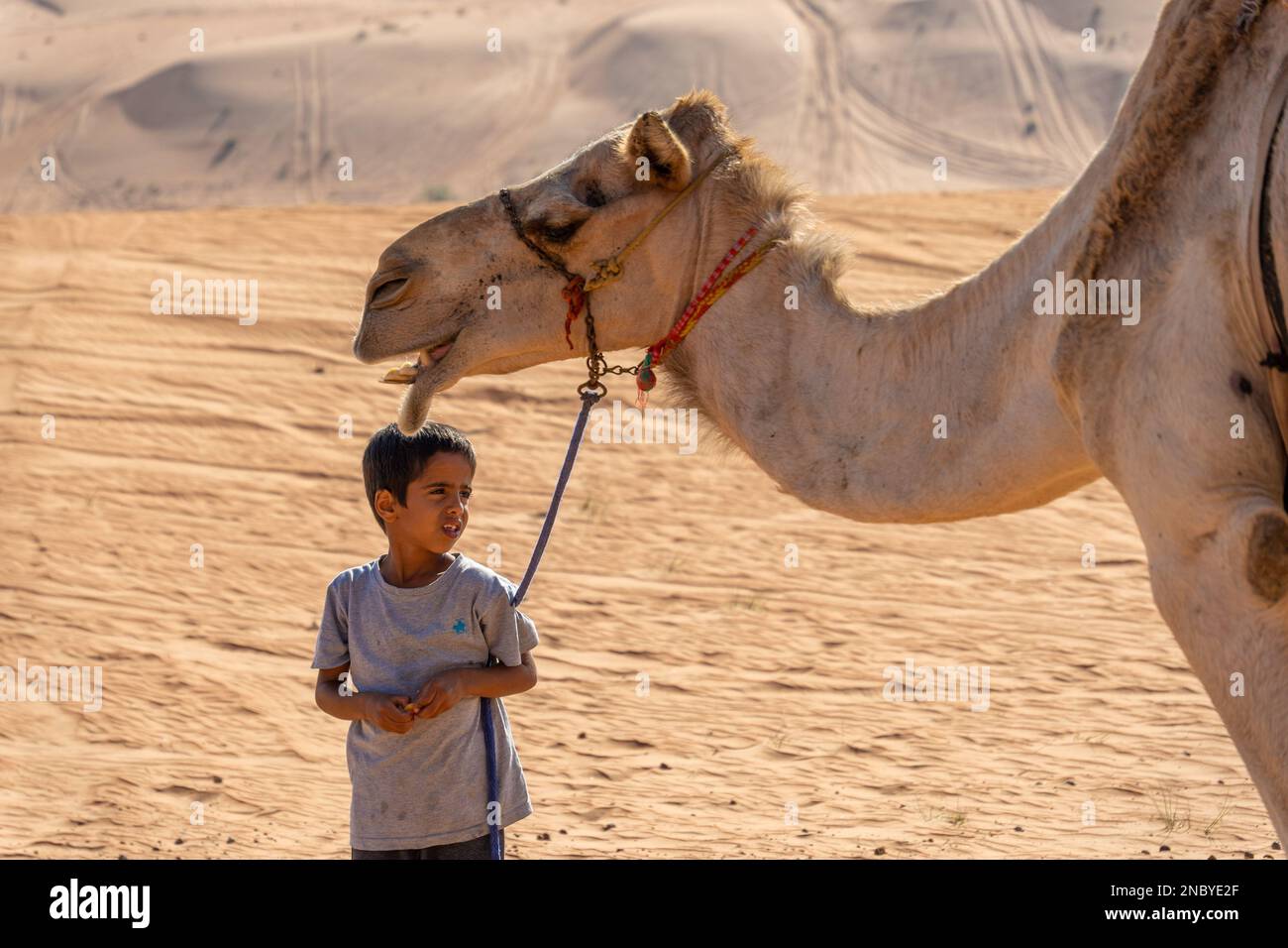 Oman bedouin camel hi-res stock photography and images - Alamy