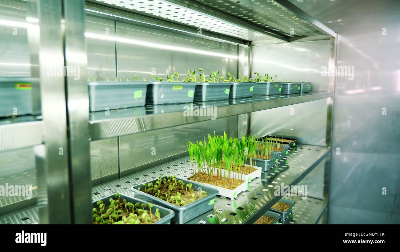 growing of young green sprouts in soil, in small boxes, on shelves of a ...