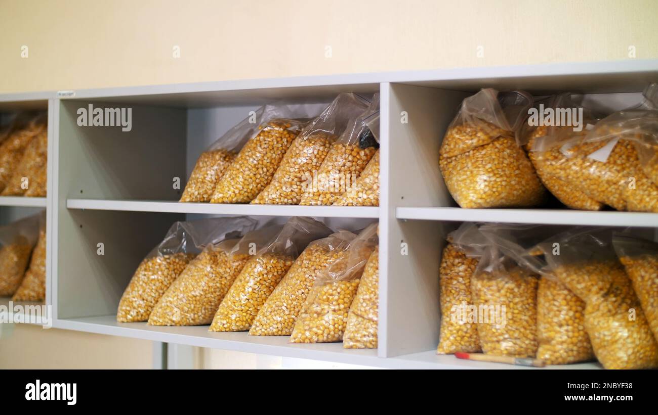 Laboratory research of corn seeds. samples of different species ...