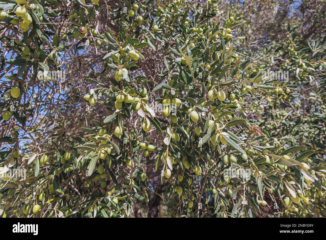 Olive tree on a farm in Cyprus island country Stock Photo - Alamy