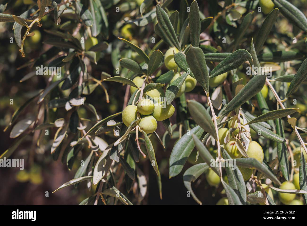 Olive fruits cyprus hi-res stock photography and images - Alamy