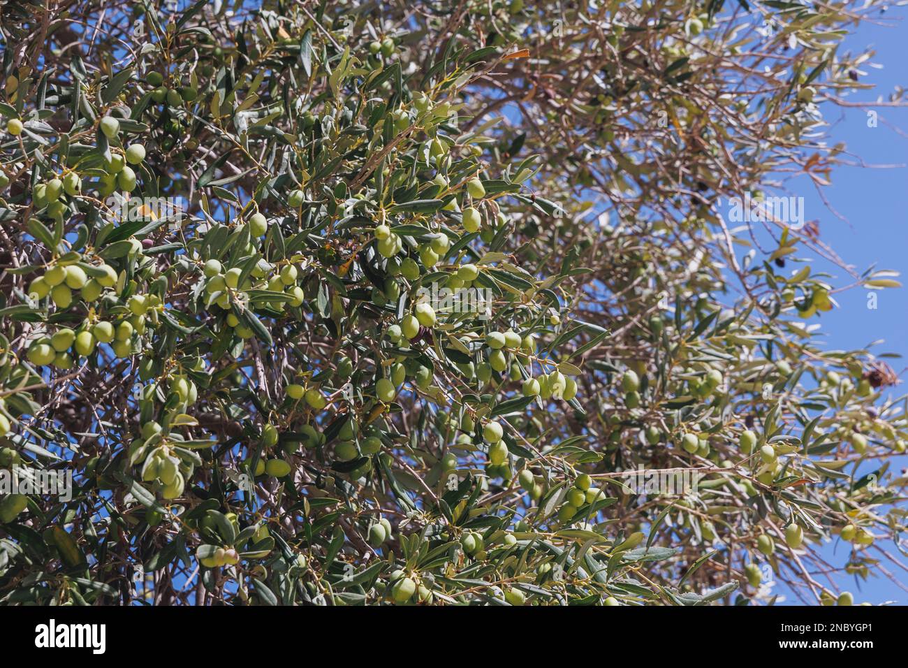 Olive branch fruits olea europaea hi-res stock photography and images ...