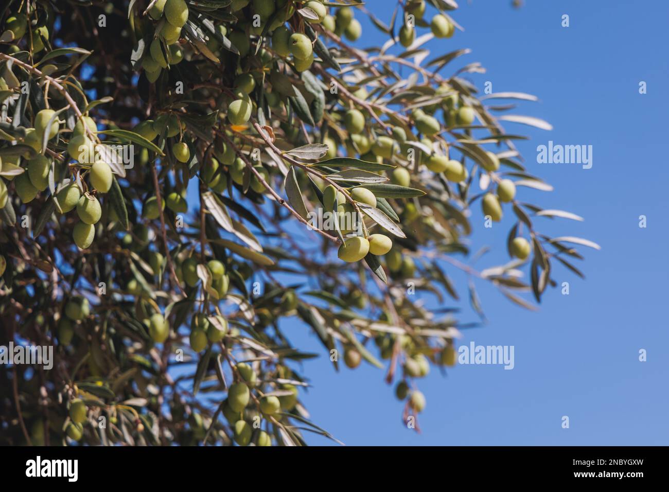 Olive fruits cyprus hi-res stock photography and images - Alamy