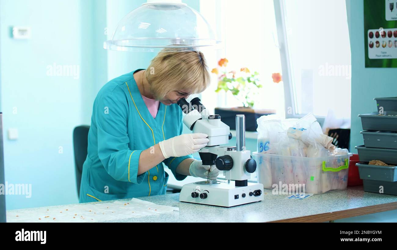 biochemist working in the lab with sprouted, rooted corn seeds ...