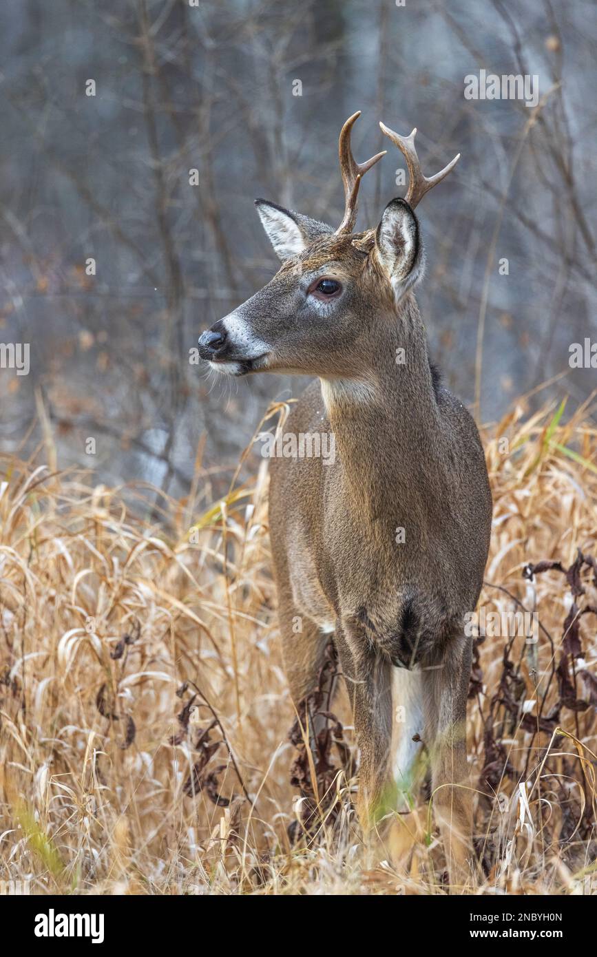 6 point buck hi-res stock photography and images - Alamy