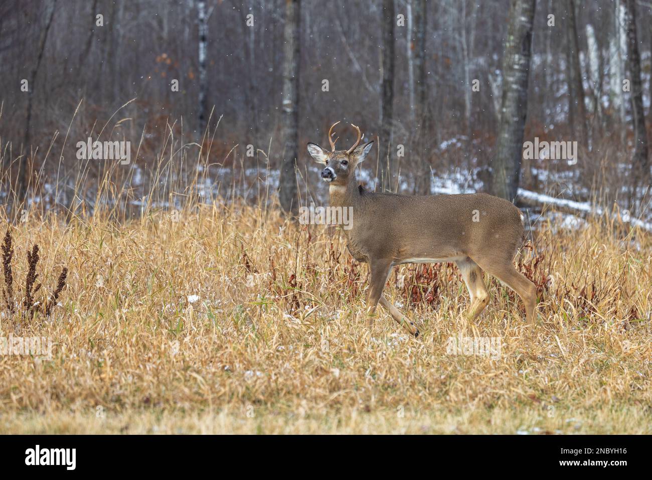 Young white-tailed buck during the rut in northern Wisconsin Stock ...