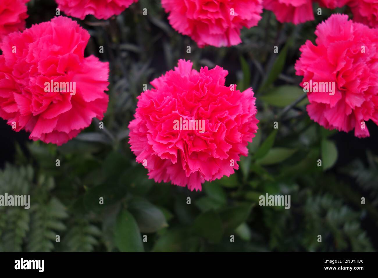 Bunch of Pink Carnations 'Dianthus Caryophyllus' (Ellie Jean) Flowers ...