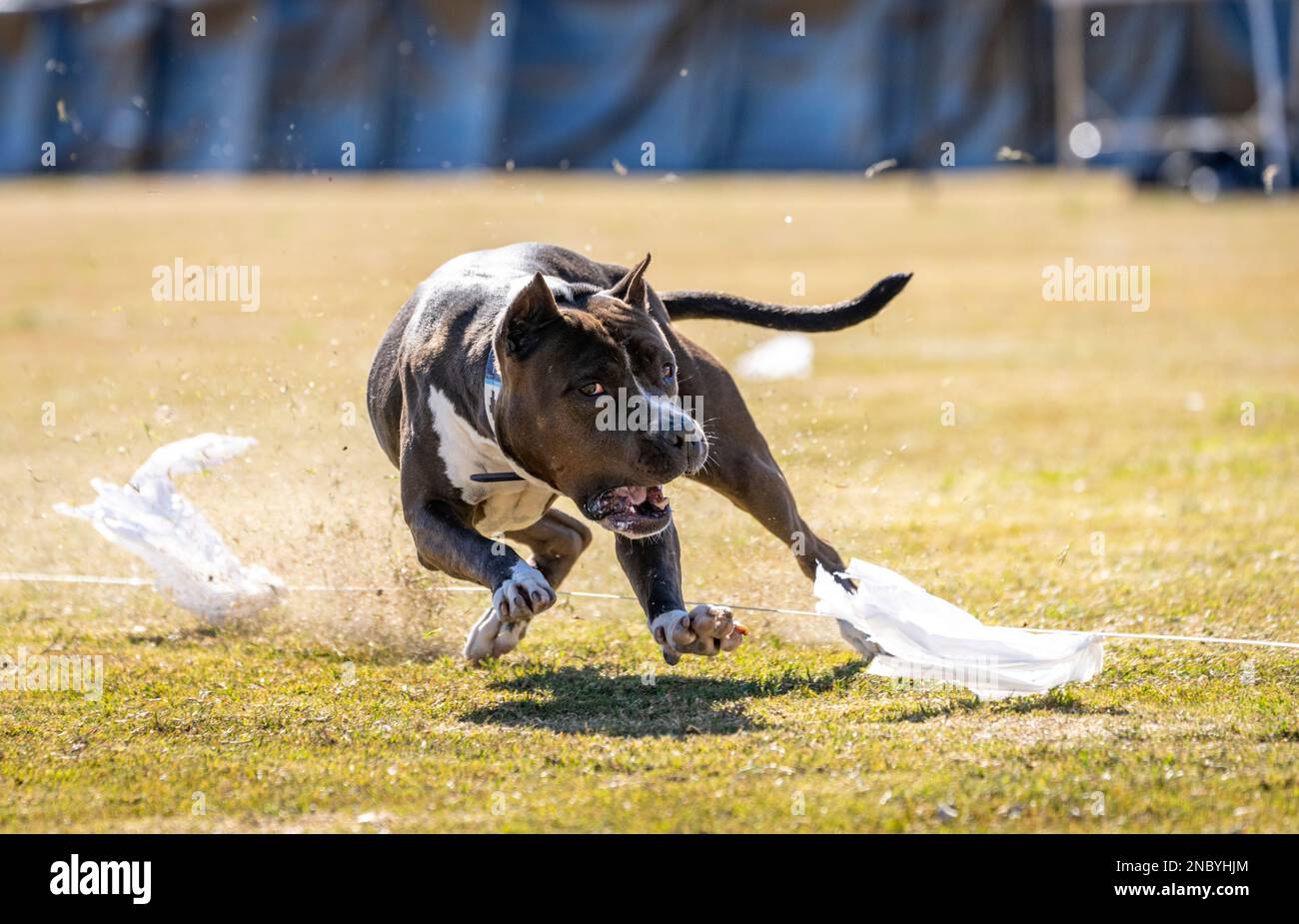 Staffordshire terrier grey hi-res stock photography and images - Alamy