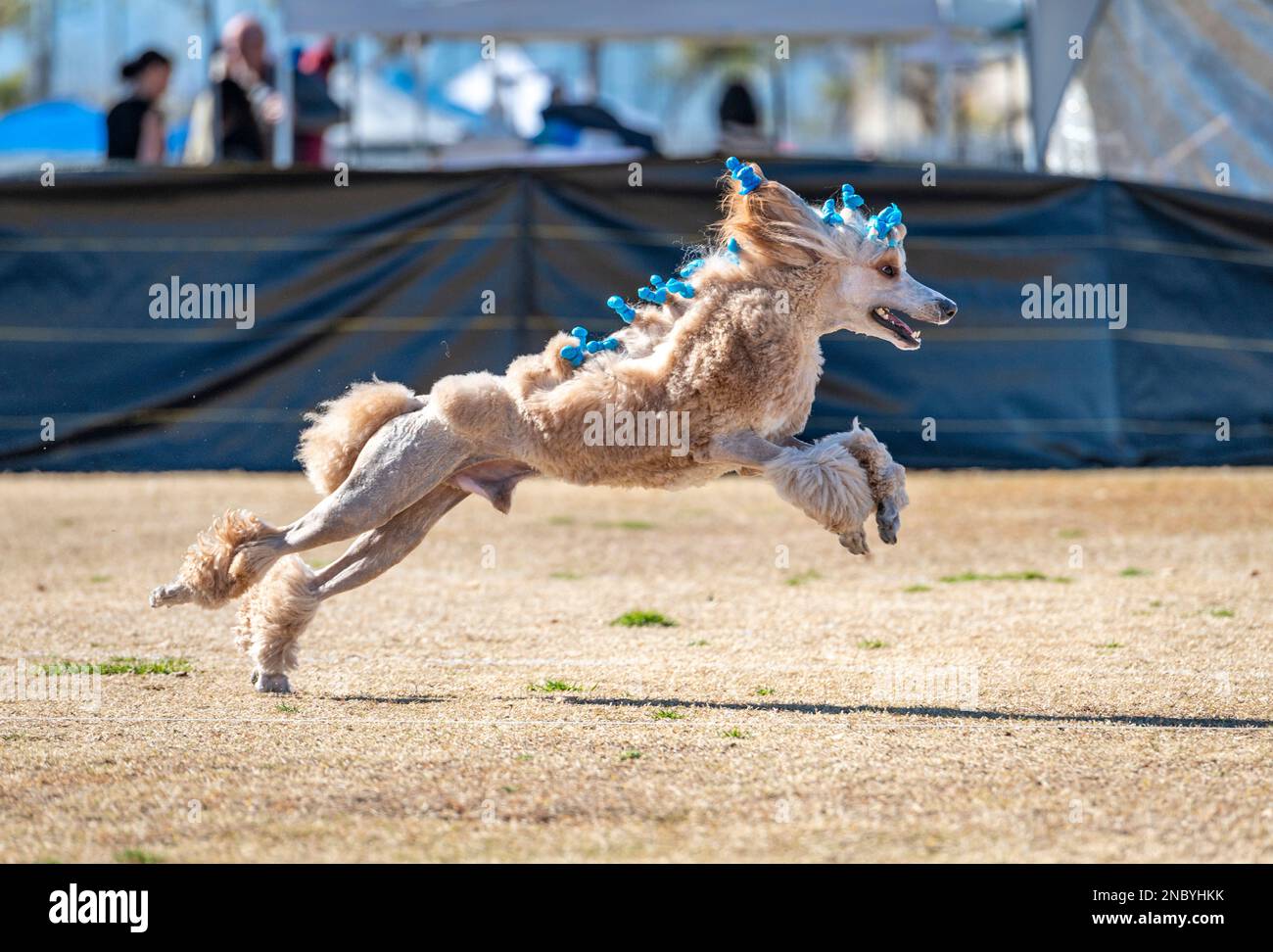 Fancy standard poodle chasing a lure at a fun event Stock Photo - Alamy