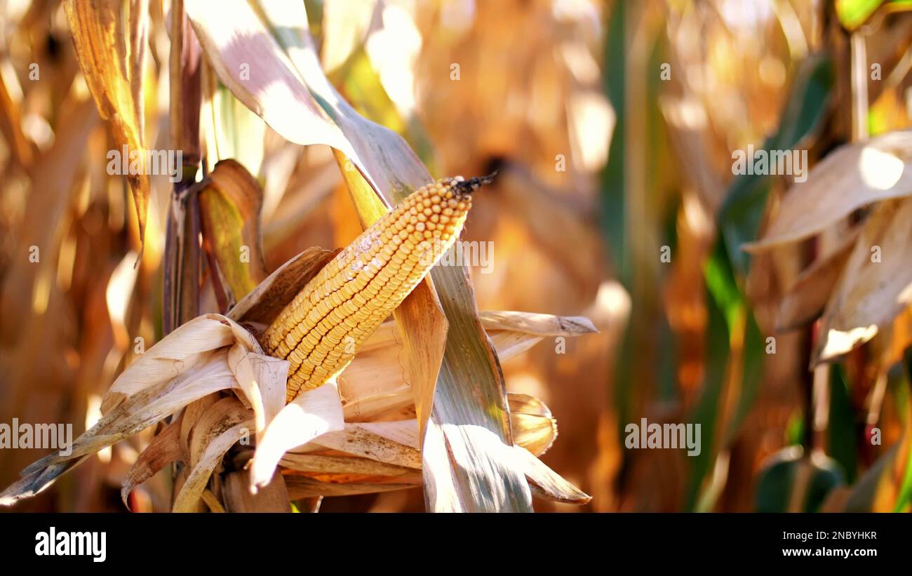 close-up, corn doll in sunshine. Corn crops on dried corn trees is ...