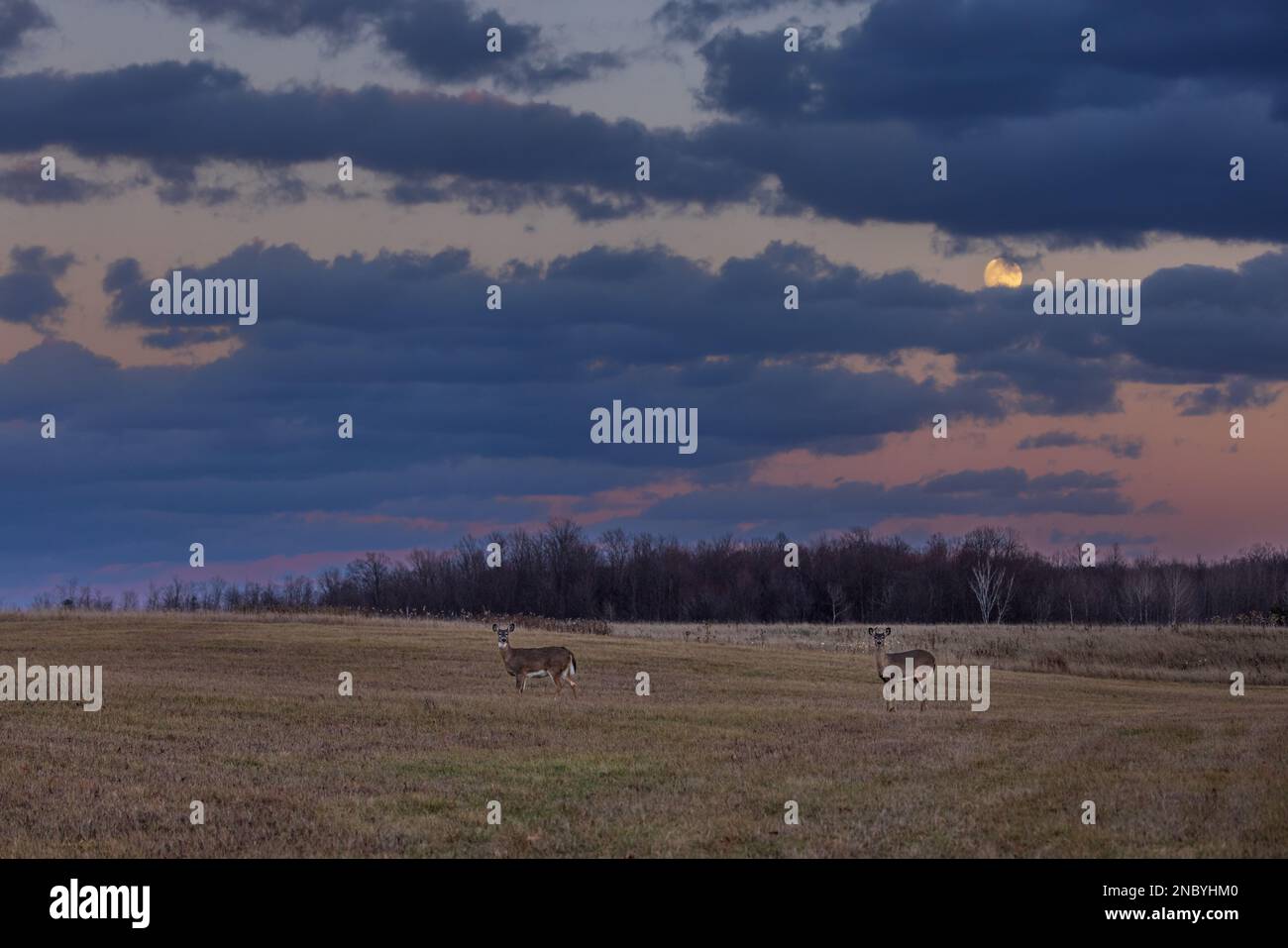 The full moon rising over two white-tailed does standing in a northern ...