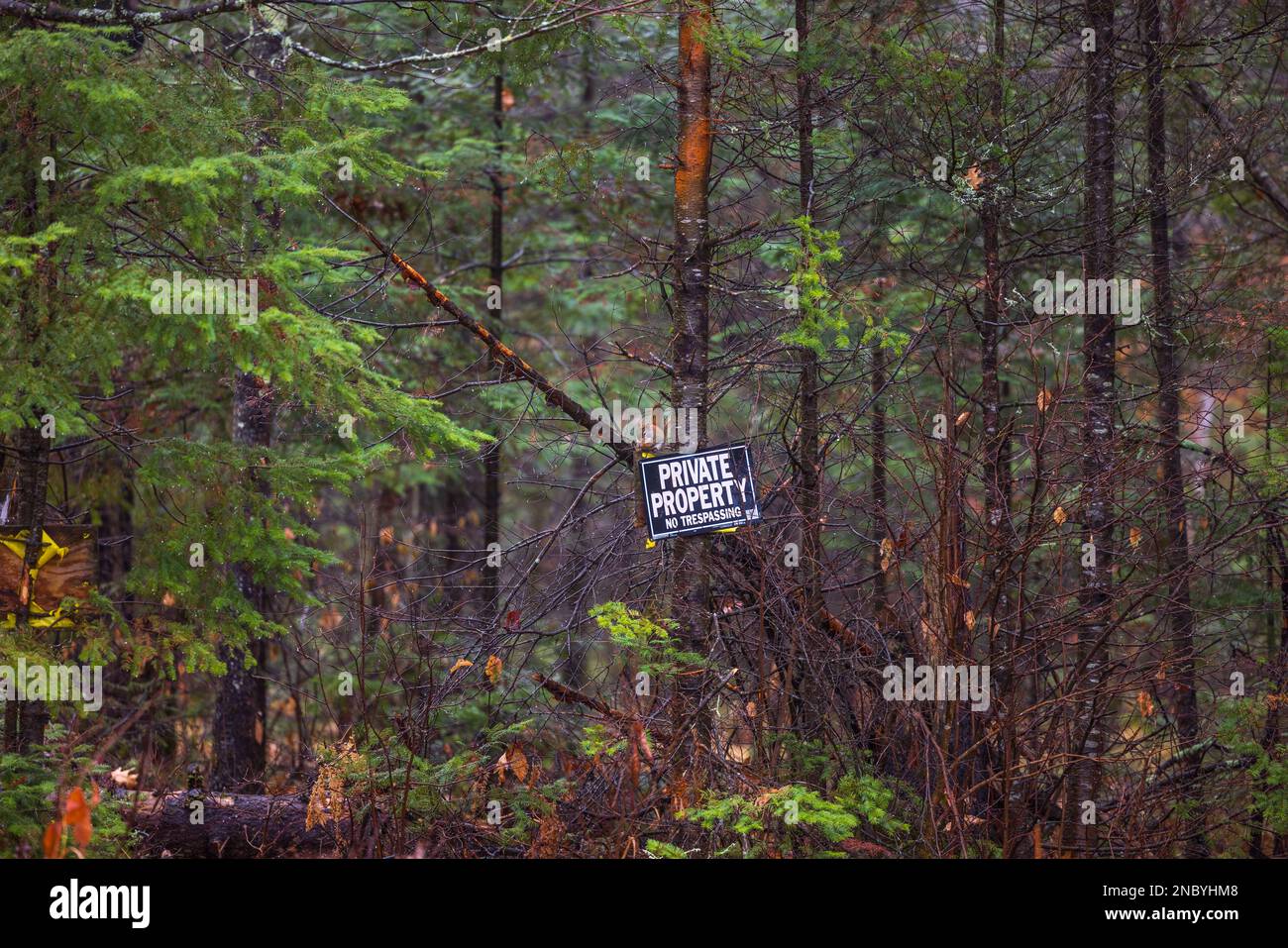 American red squirrel on a no trespassing sign in northern Wisconsin ...