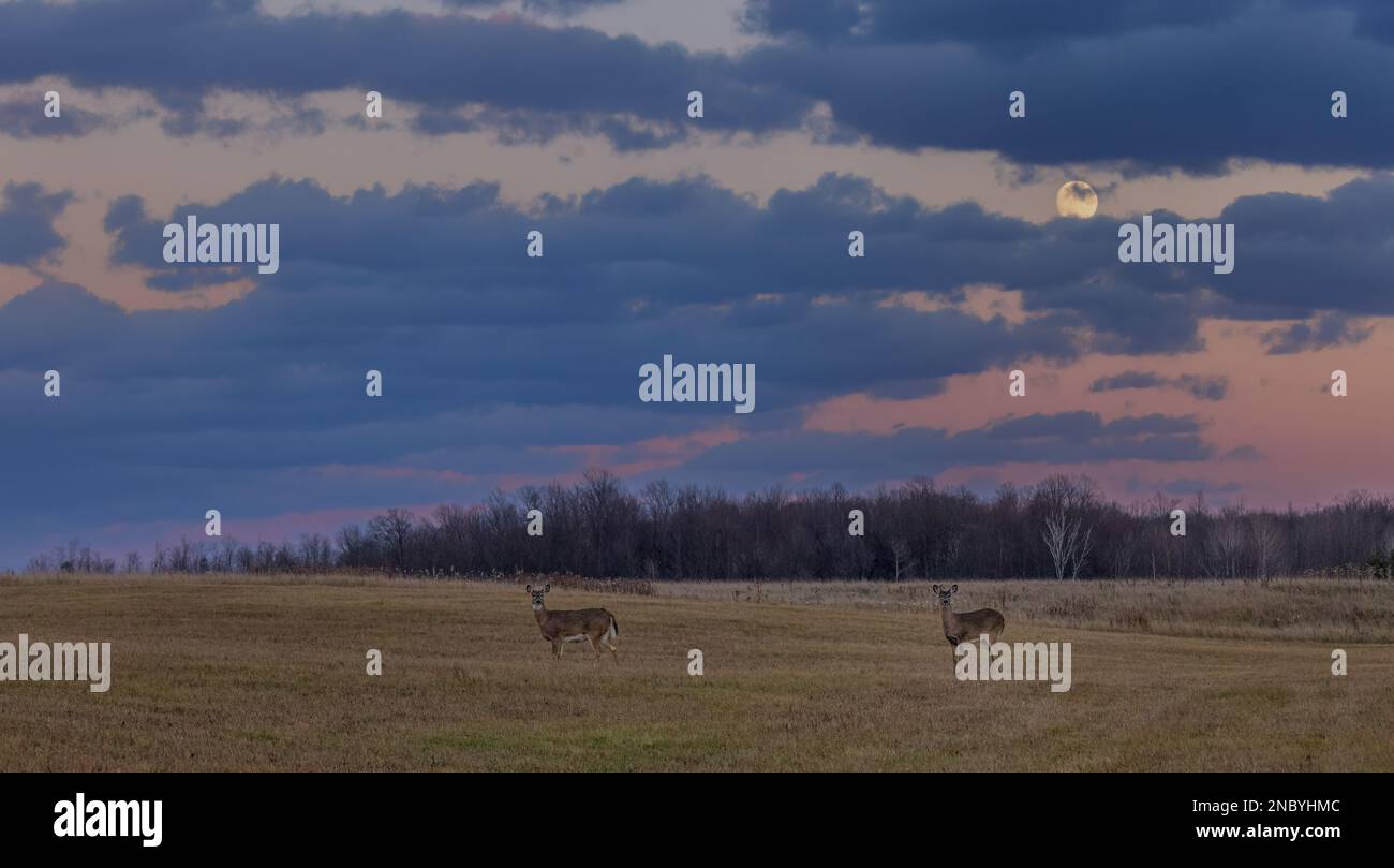 The full moon rising over two white-tailed does standing in a northern ...