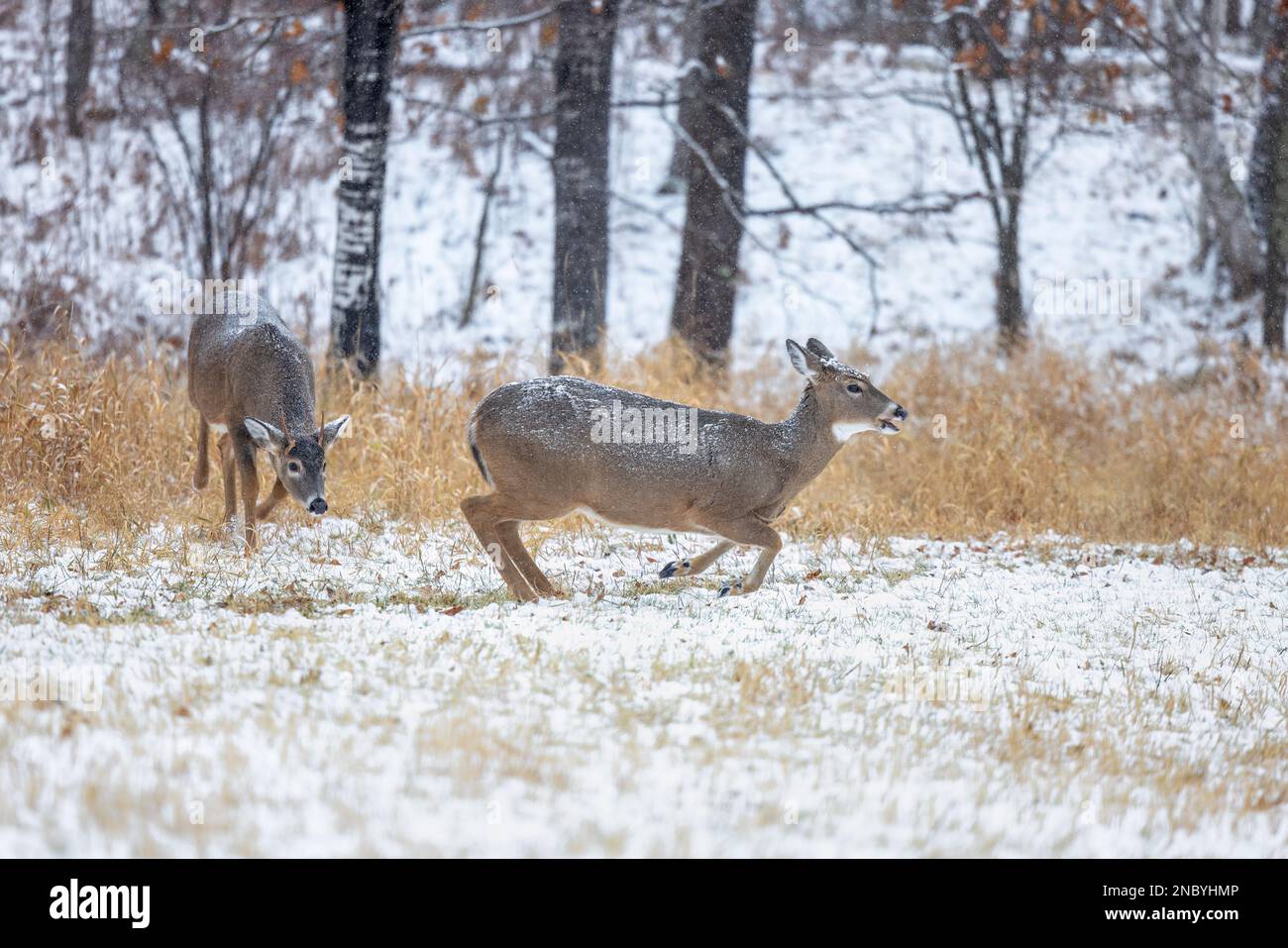 White-tailed buck chasing a doe during the rut in northern Wisconsin ...