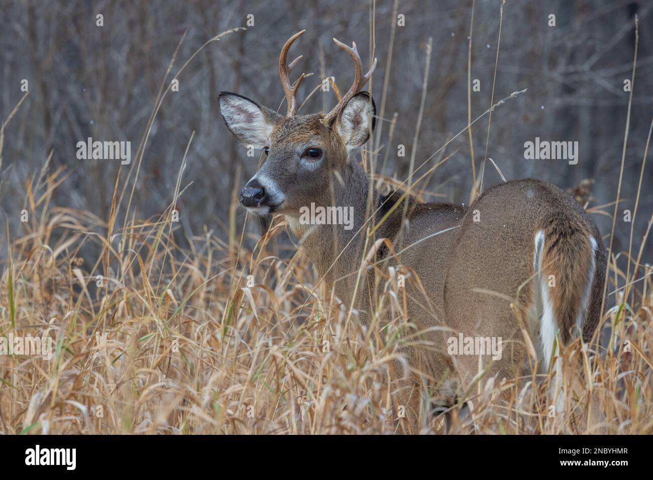 6 point buck hi-res stock photography and images - Alamy