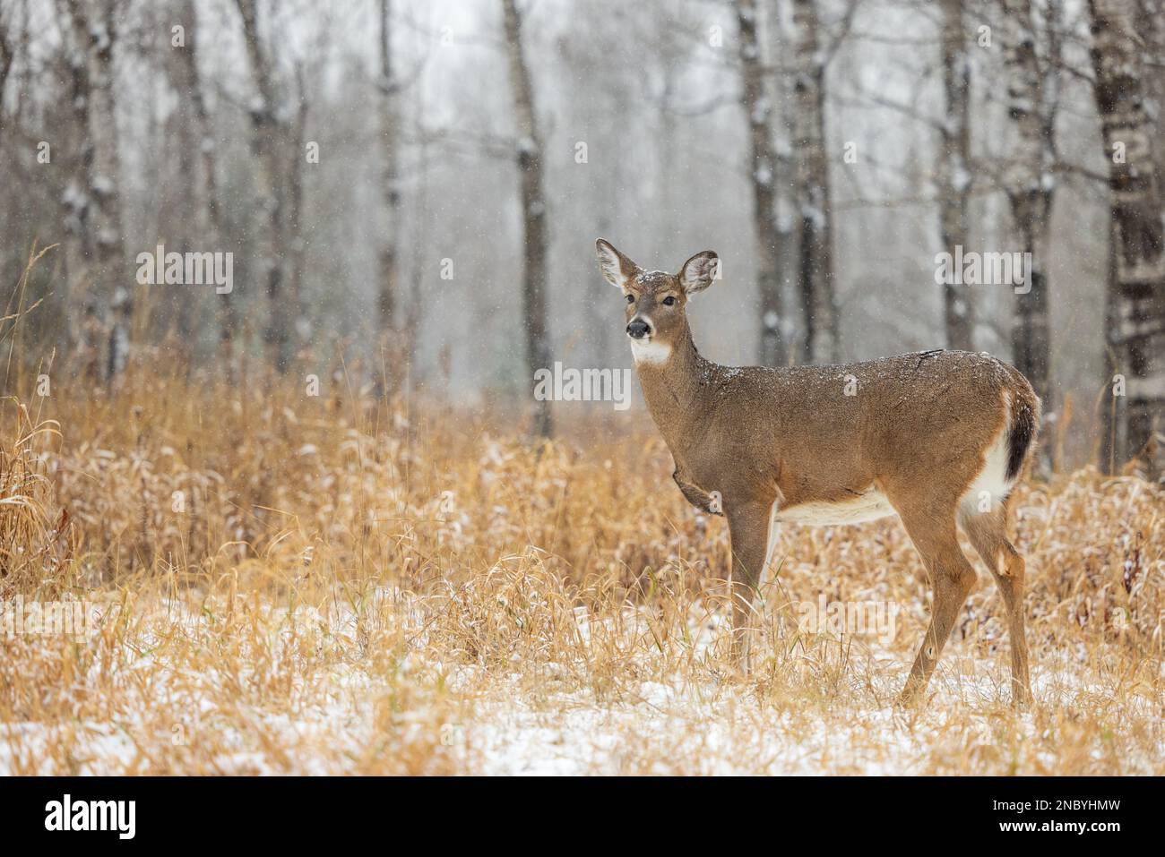 Snow falling on a white-tailed doe in northern Wisconsin Stock Photo ...