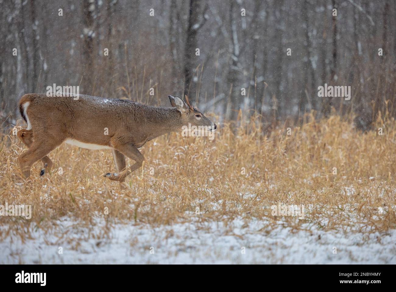 White-tailed buck chasing does during the rut in northern Wisconsin ...