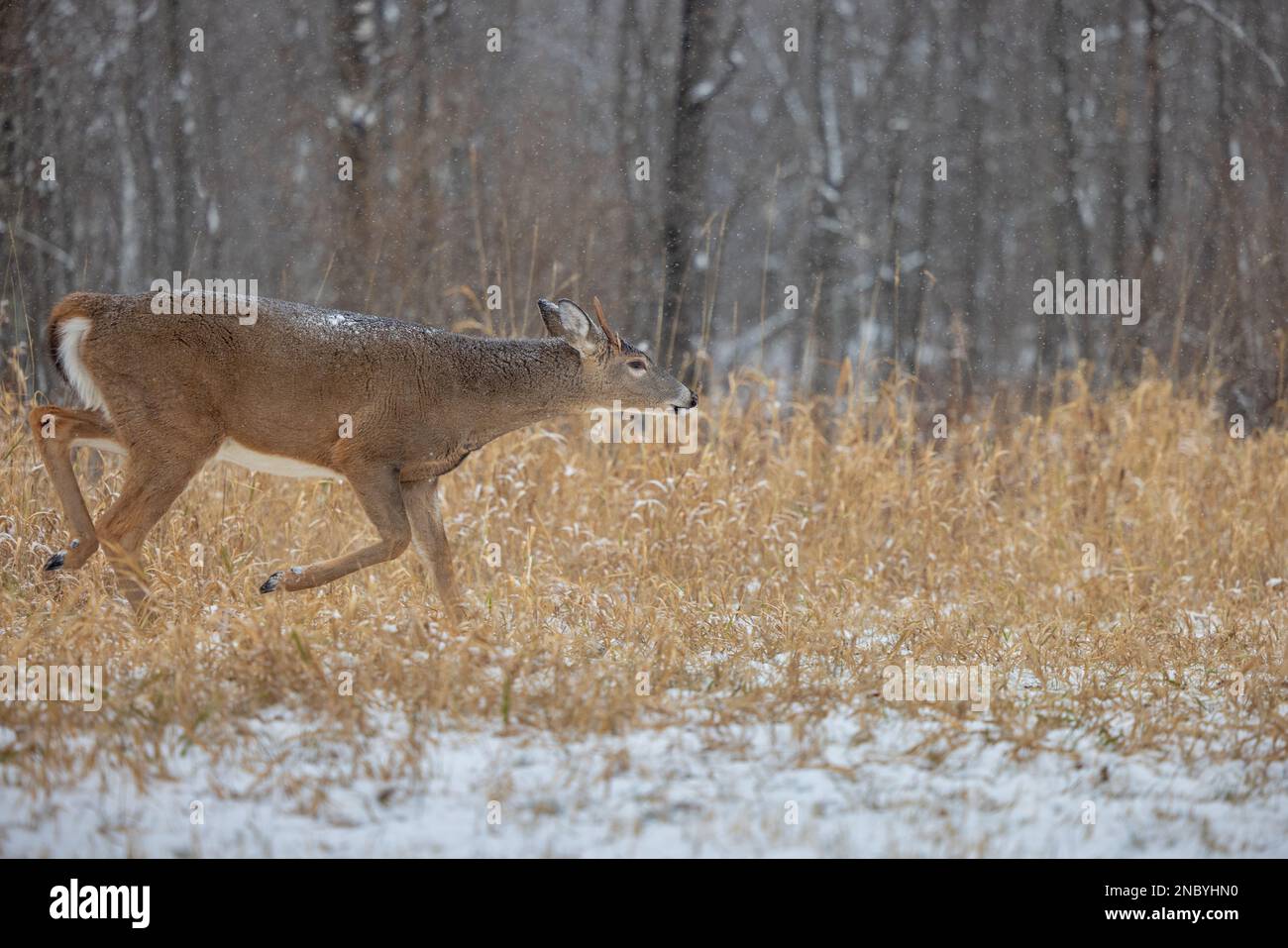 White-tailed buck chasing does during the rut in northern Wisconsin ...