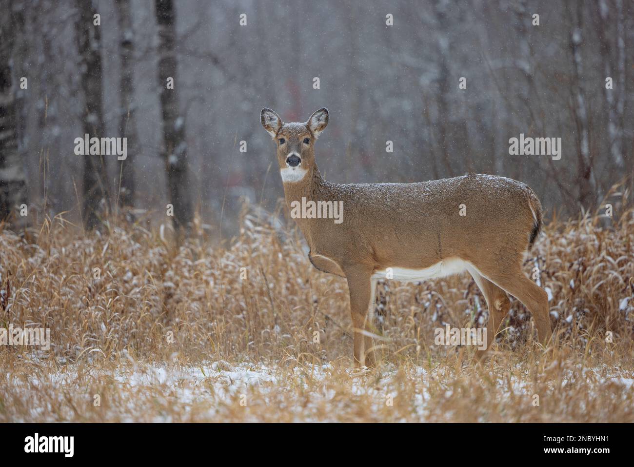 Light snow falling on a white-tailed doe in northern Wisconsin Stock ...