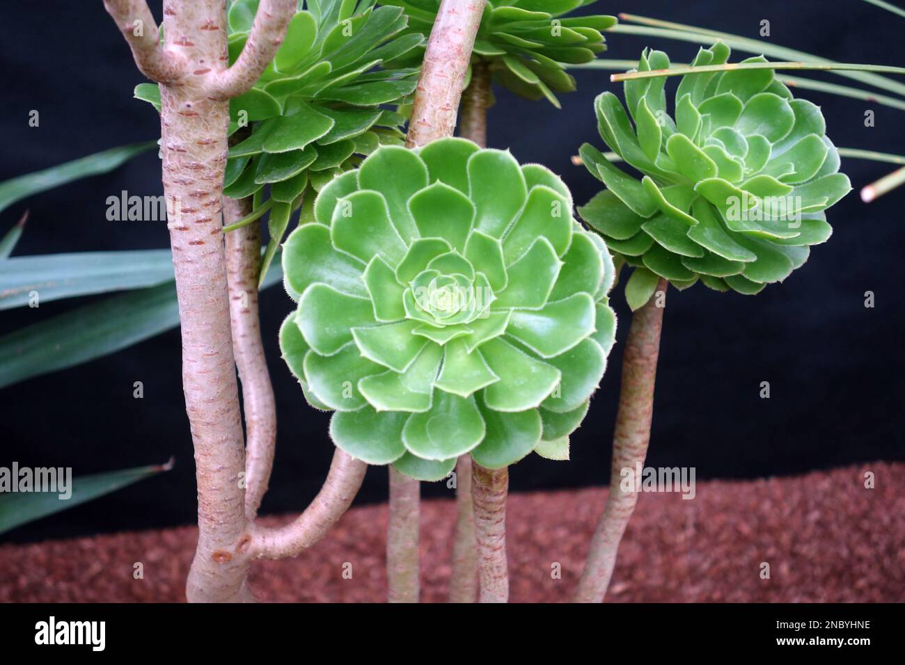 Green Aeonium Arboreum 'Tree Houseleek' Succulent Flower on Display at ...