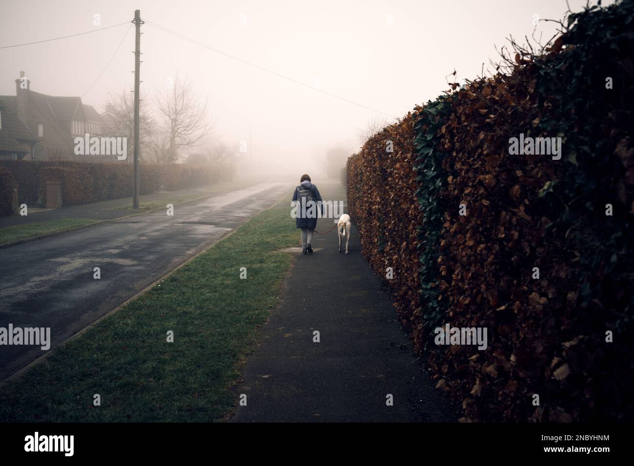 From behind, a woman walks a greyhound dog on a misty, murky day in a ...