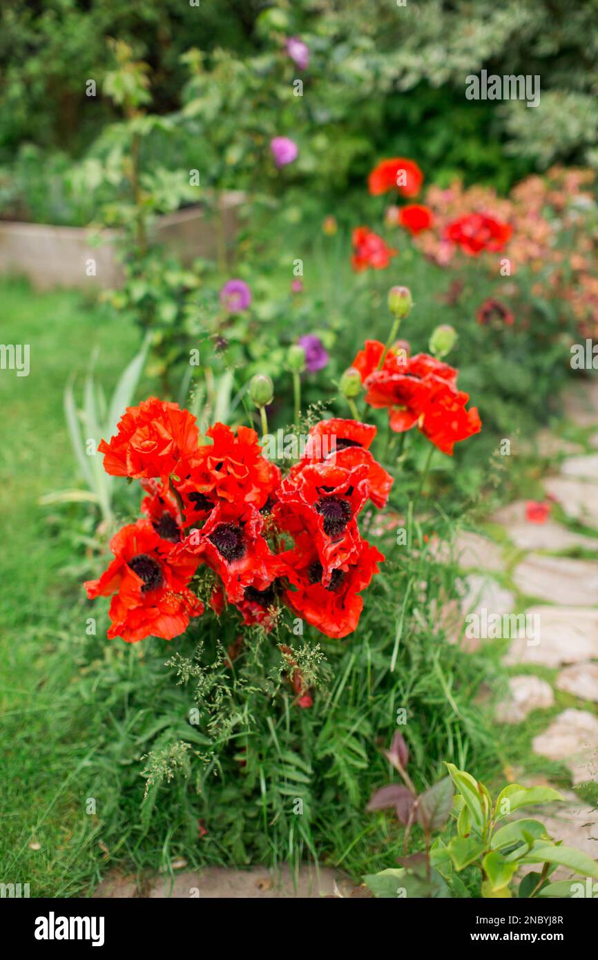 Poppies in the front yard hi-res stock photography and images - Alamy