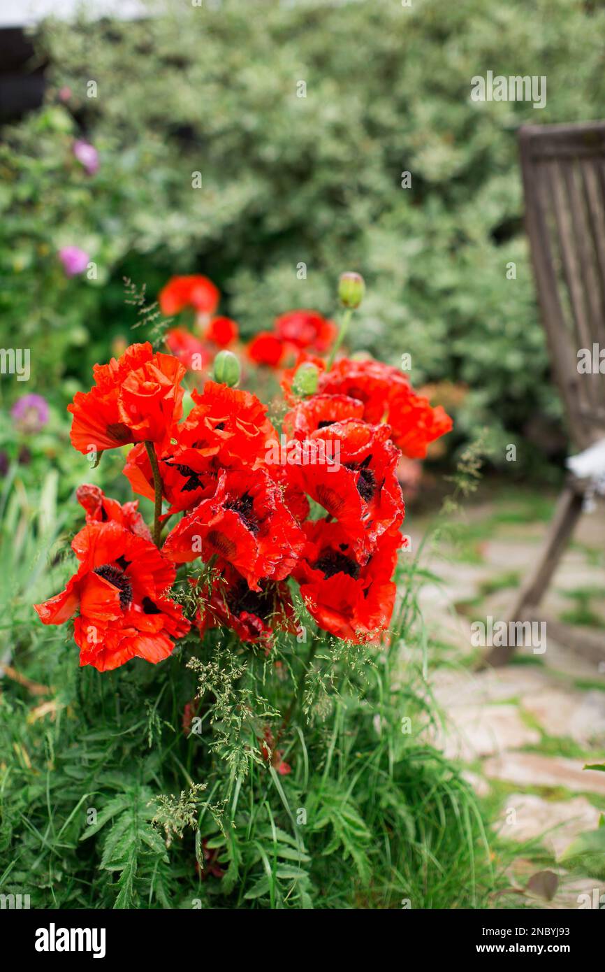 Poppies in the front yard hi-res stock photography and images - Alamy