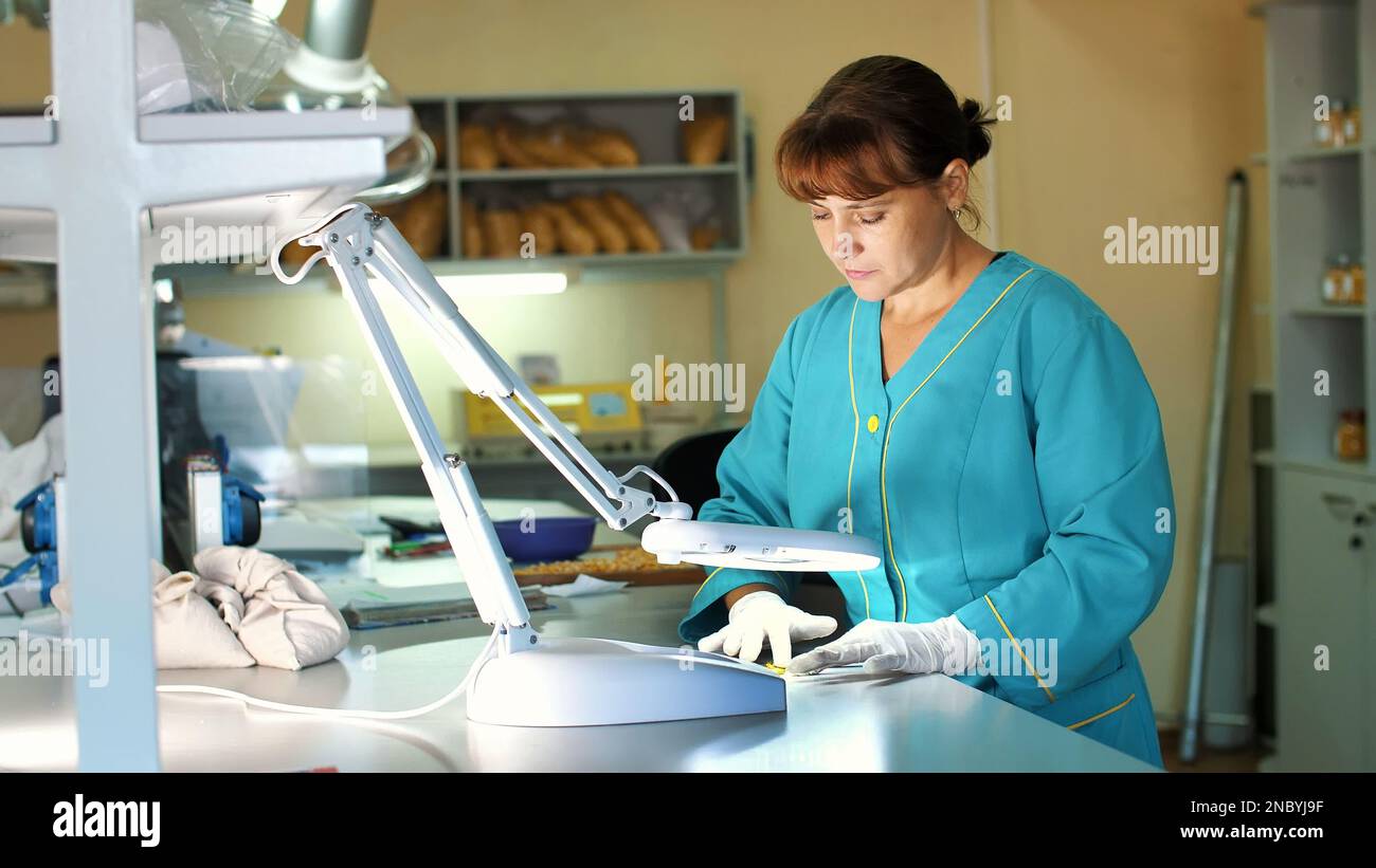 Laboratory research of corn seeds. samples of different species ...