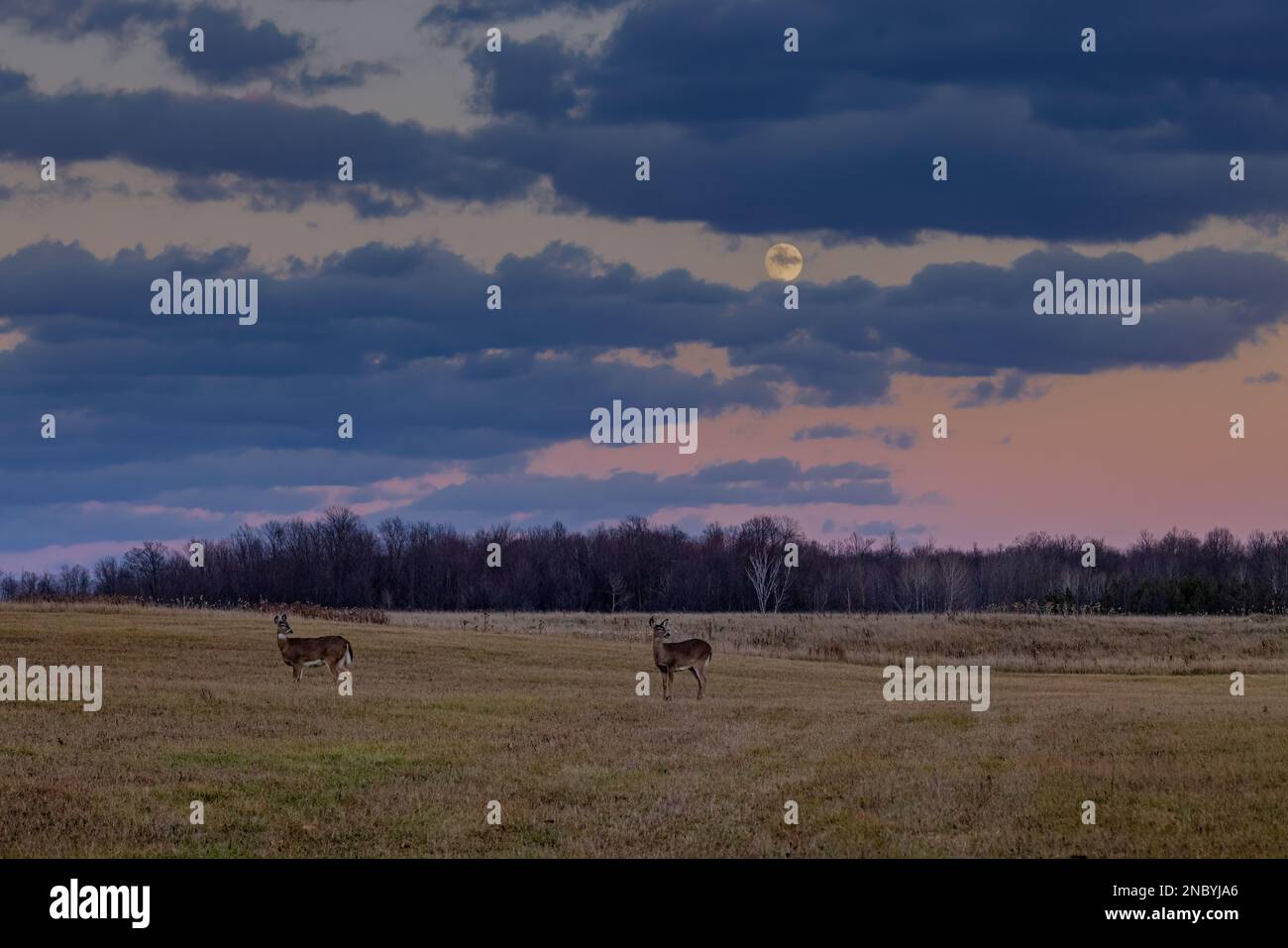The full moon rising over two white-tailed does standing in a northern ...