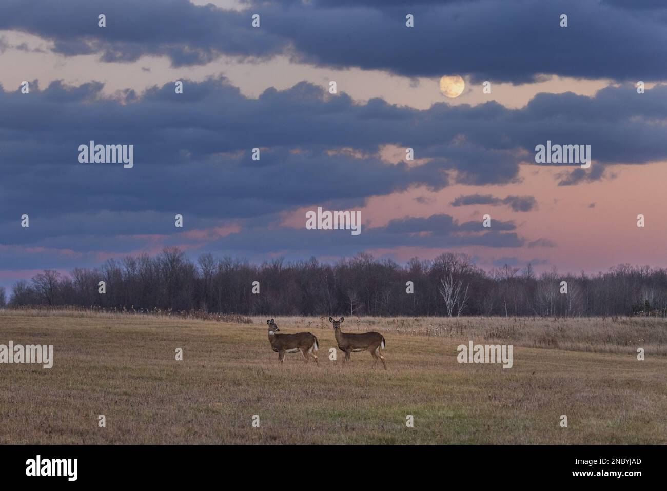 The full moon rising over two white-tailed does standing in a northern ...