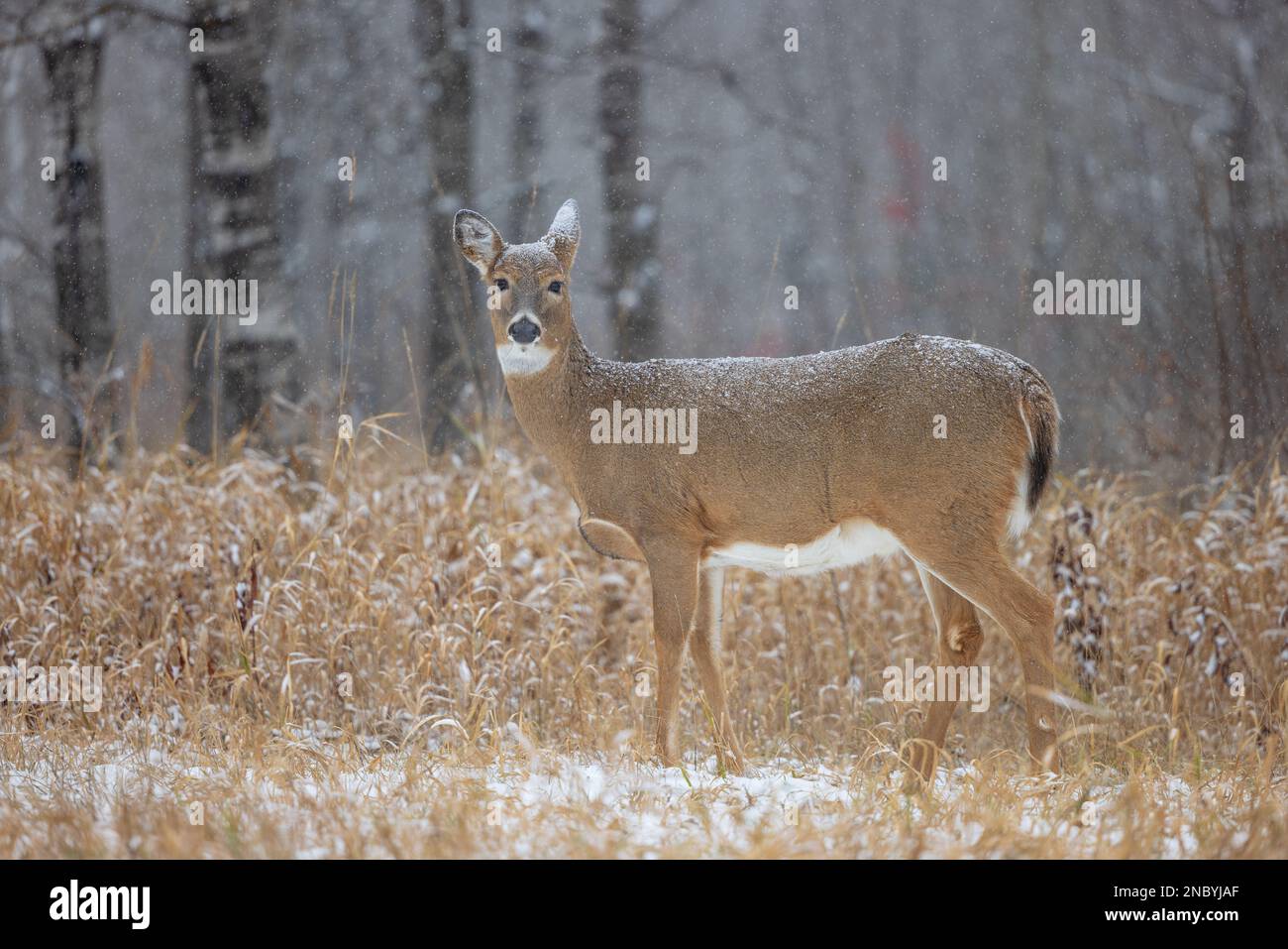Light snow falling on a white-tailed doe in northern Wisconsin Stock ...