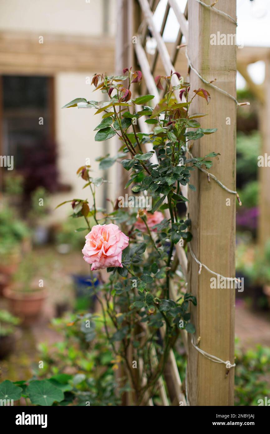 Rose poly hi-res stock photography and images - Alamy