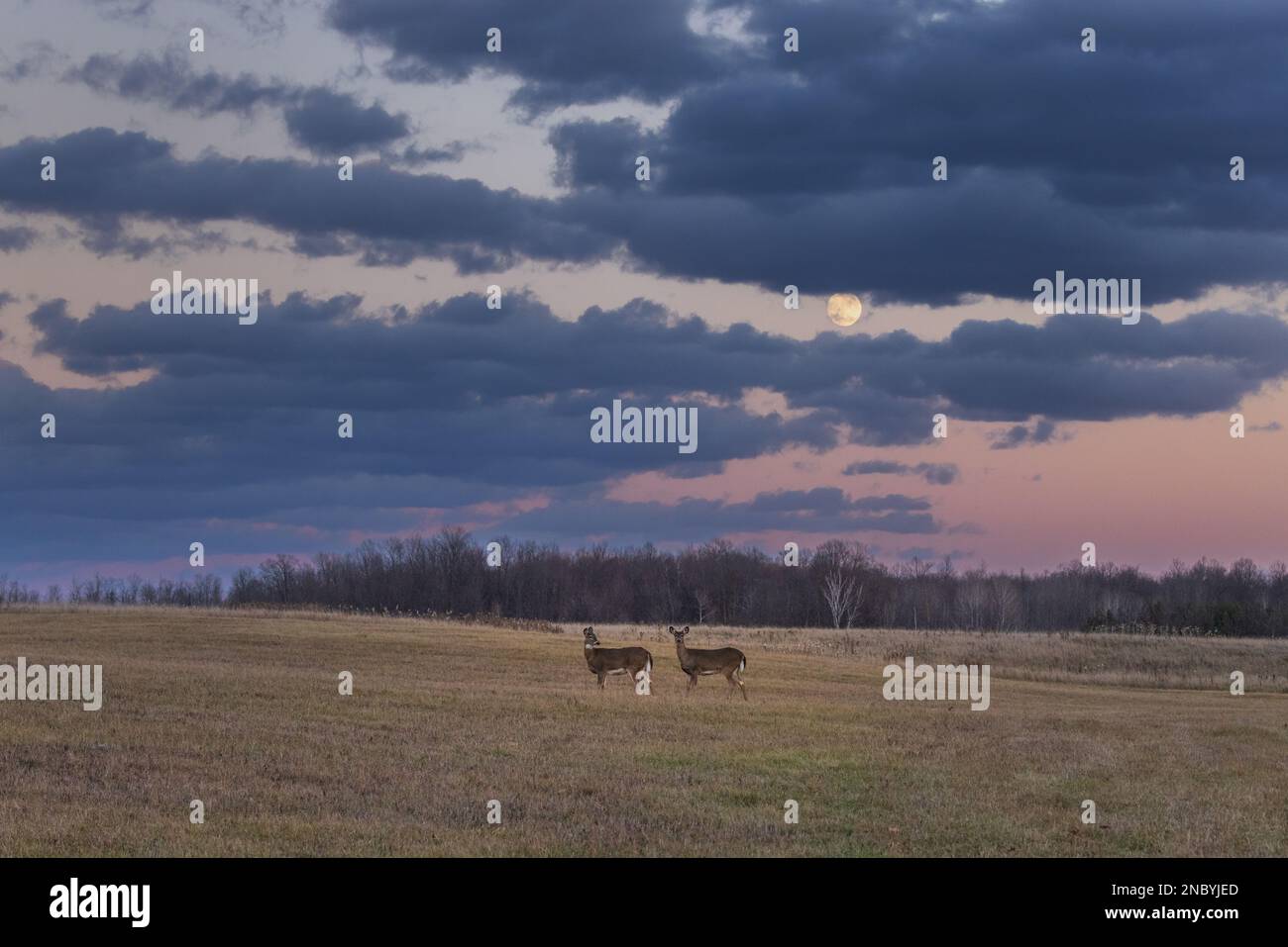 The full moon rising over two white-tailed does standing in a northern ...