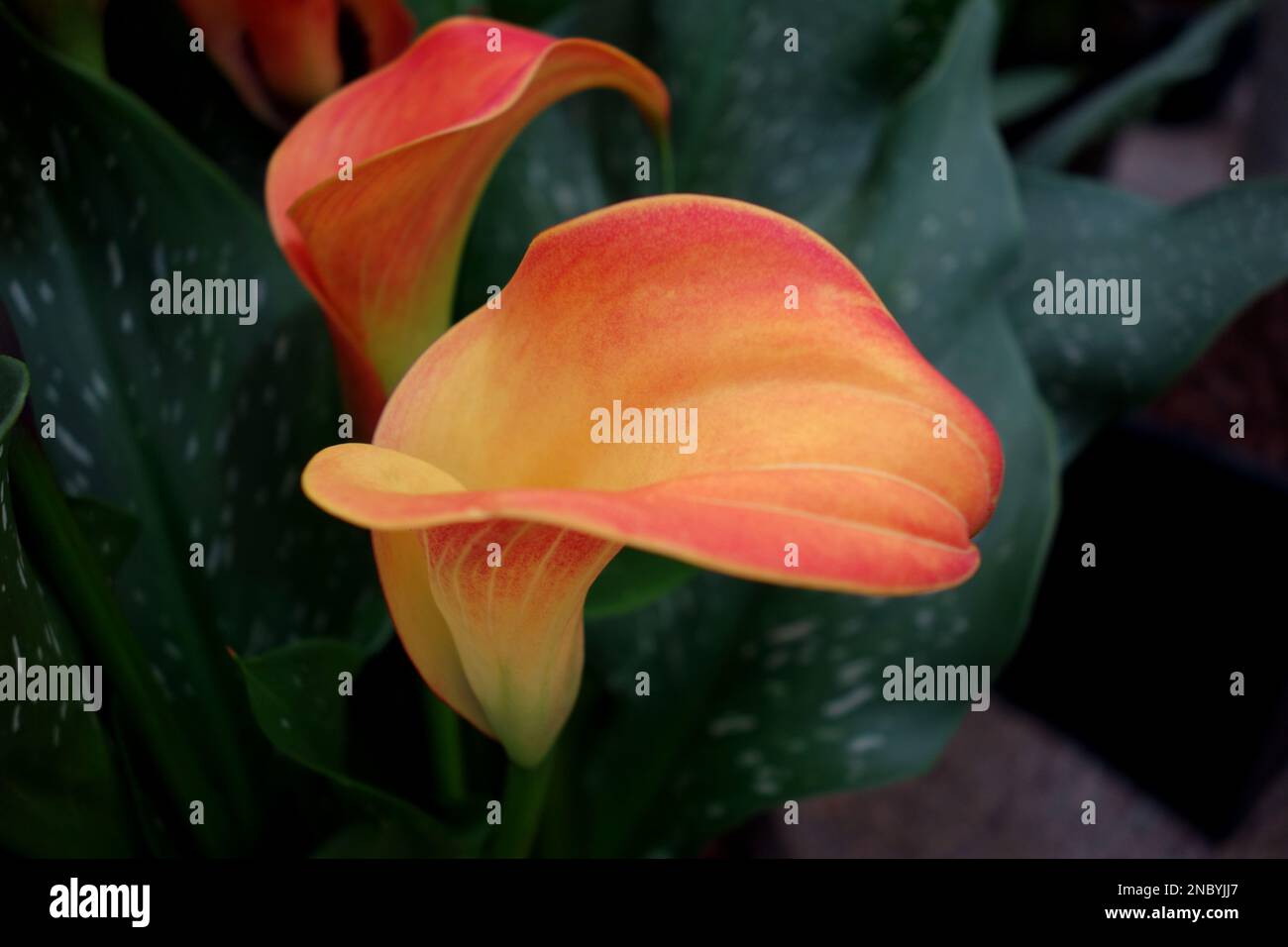 Orange Arum Lily Zantedeschia 'Morning Sun' on Display at Southport ...