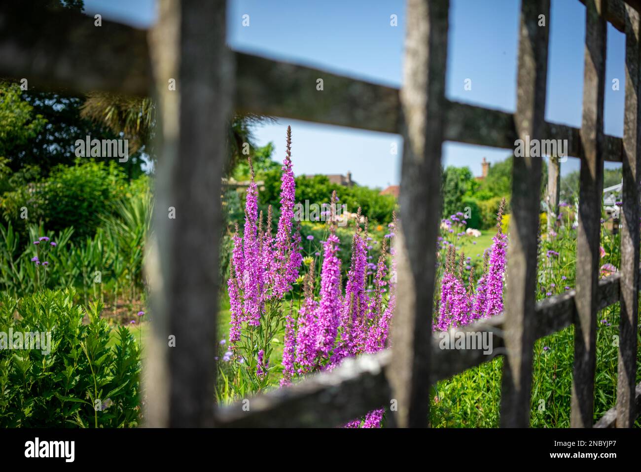 Peggy Davies' garden at Five Oaks in West Sussex, England, UK Stock ...