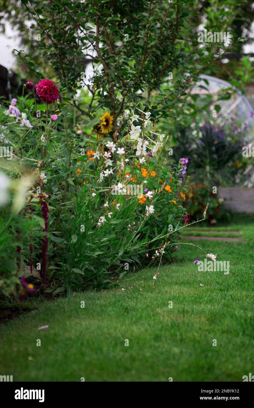 Garden Plant Border Stock Photo - Alamy