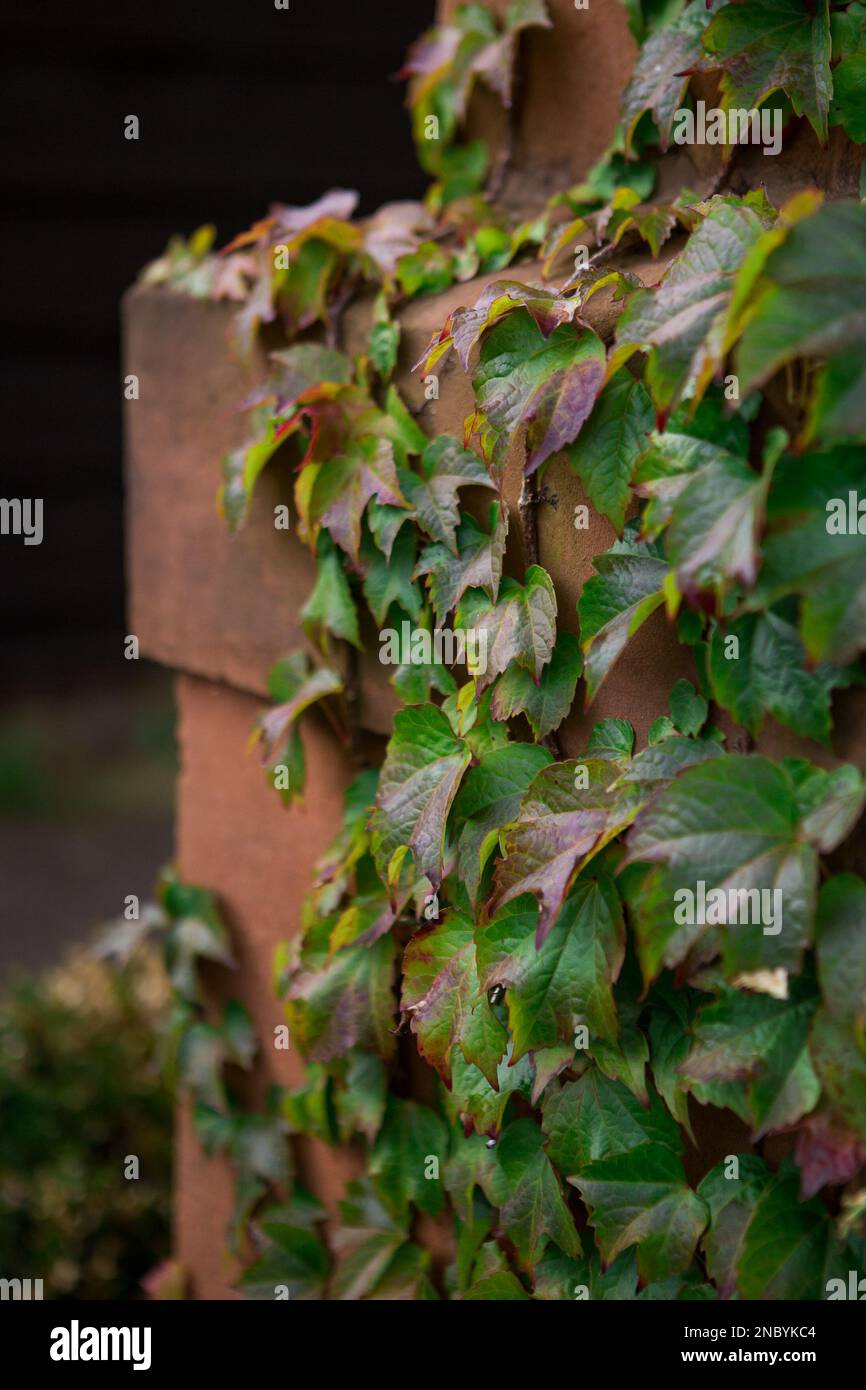 Ivy flower bed hi-res stock photography and images - Alamy