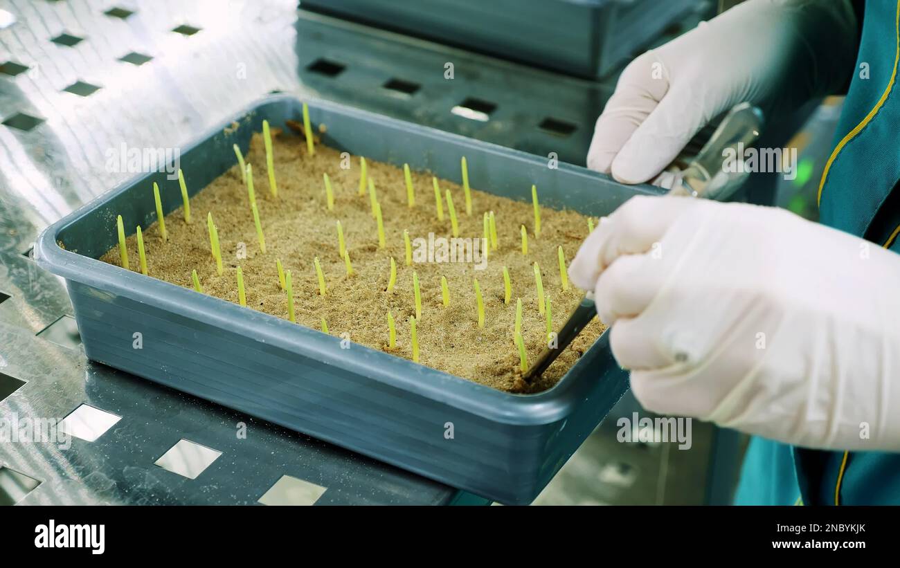 Callus tissue culture hi-res stock photography and images - Alamy