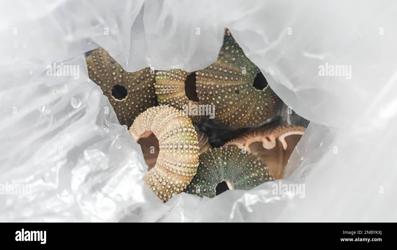 Sea urchin shells in a plastic bag Stock Photo - Alamy