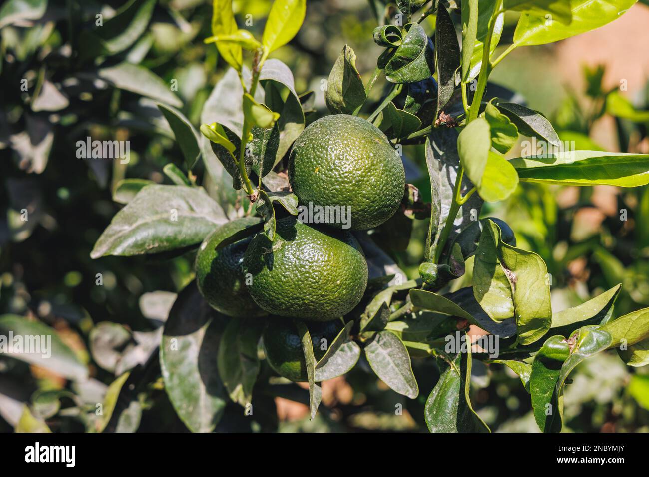 Mandarin trees green mandarins in hi-res stock photography and images ...