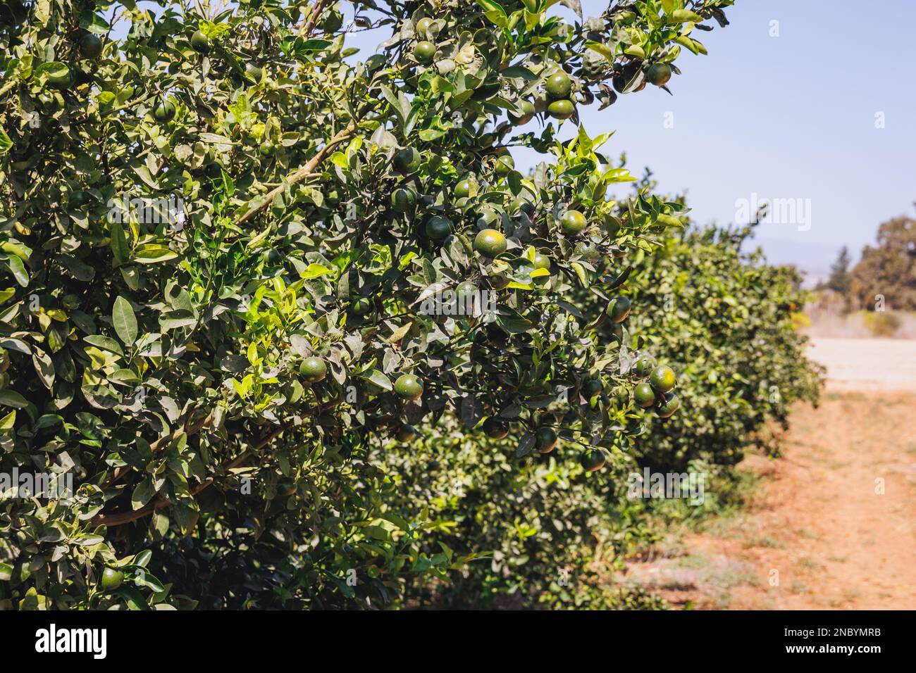 Mandarin orange trees on a farm in Cyprus island country Stock Photo ...