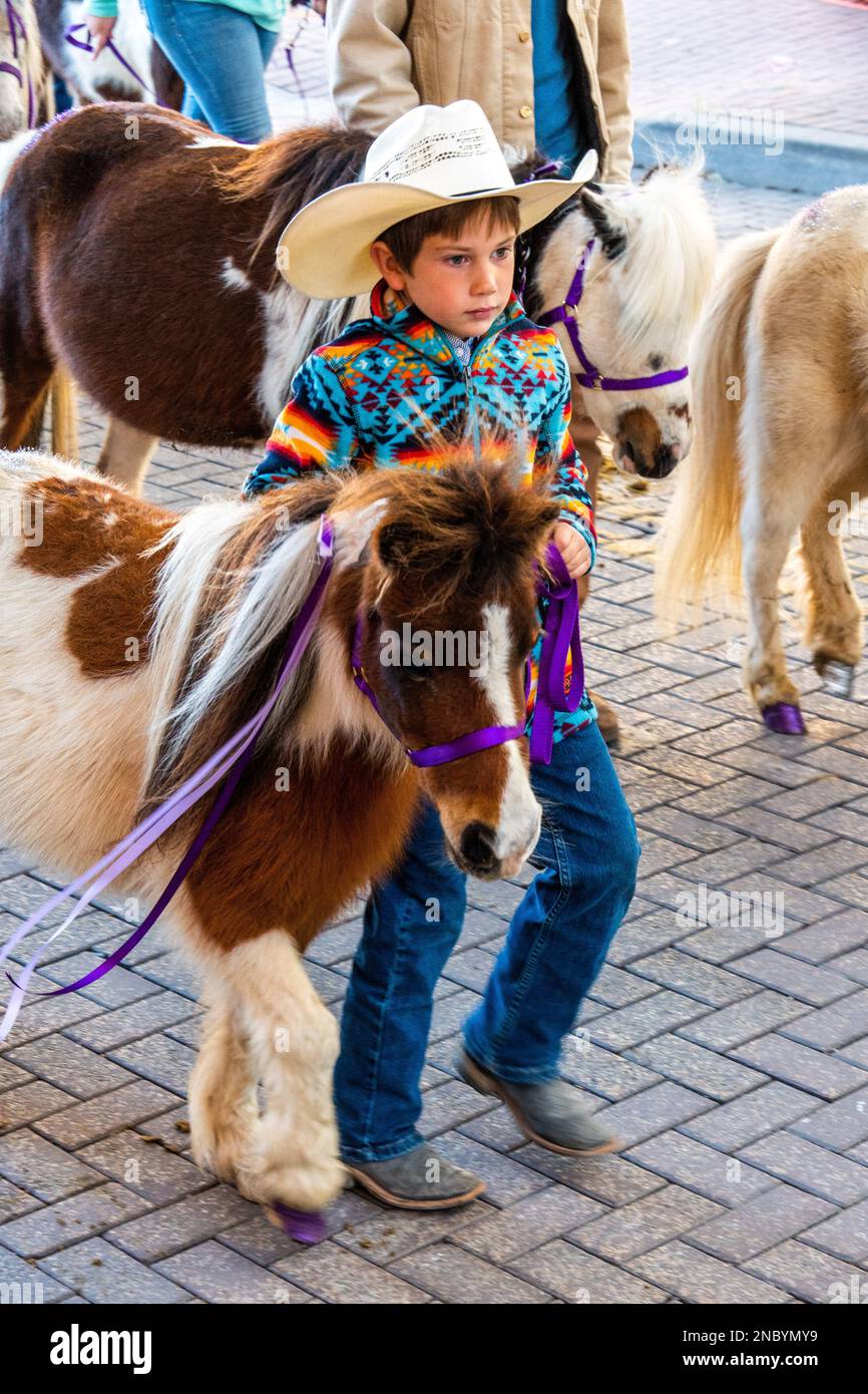 a texas longhorn cattle drive parade in downtown San Antonio Stock ...