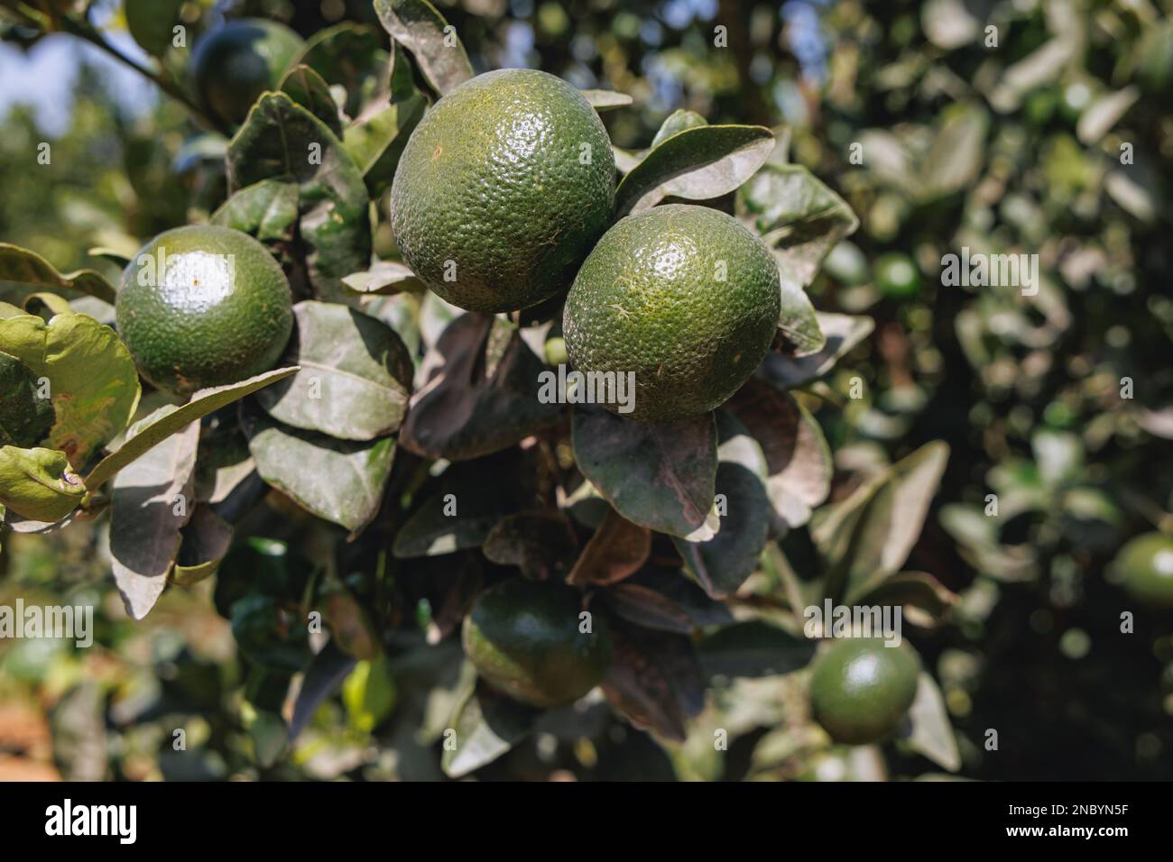 Cyprus orange tree oranges hi-res stock photography and images - Alamy