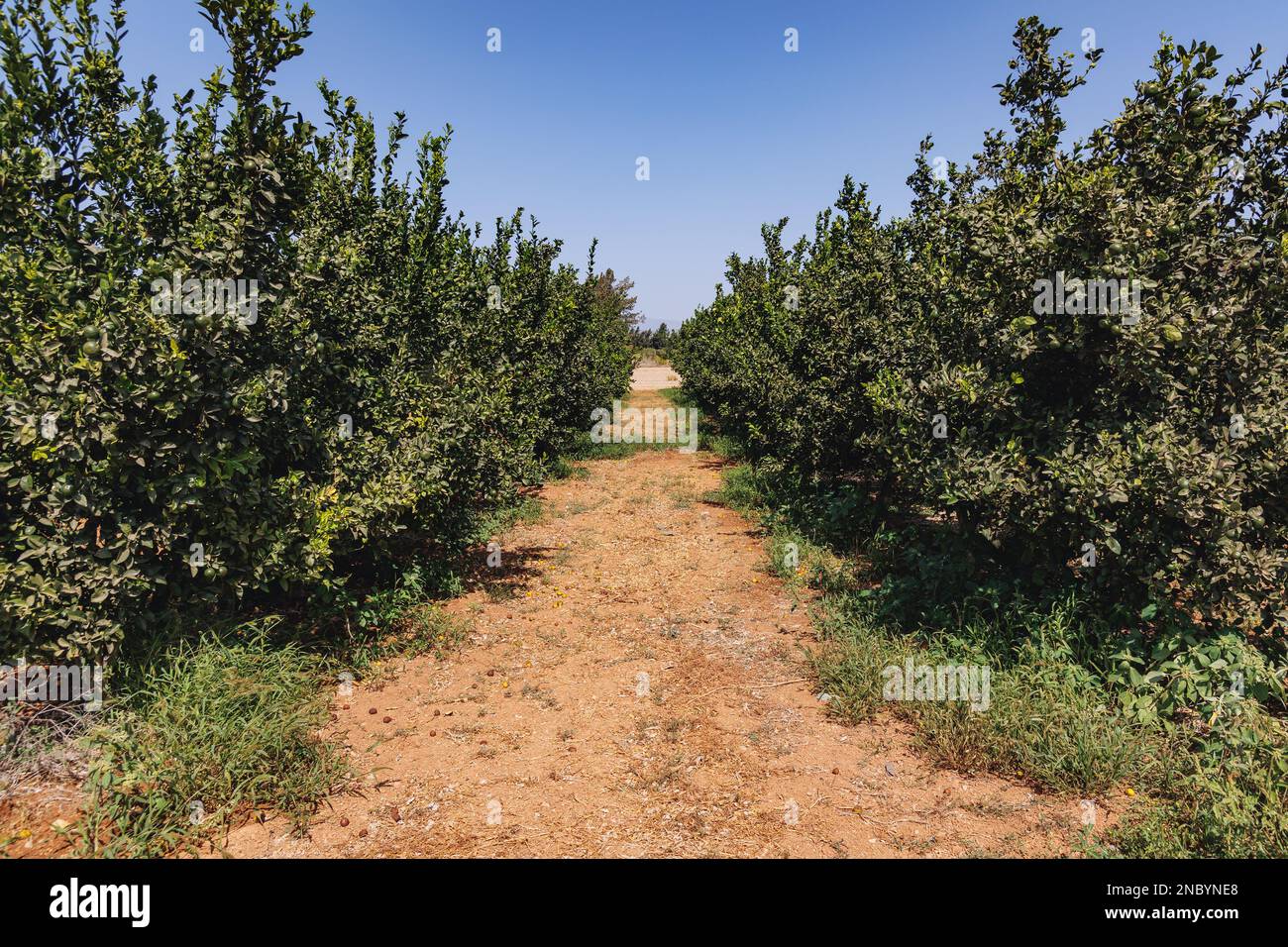 Mandarin orange trees on a farm in Cyprus island country Stock Photo ...
