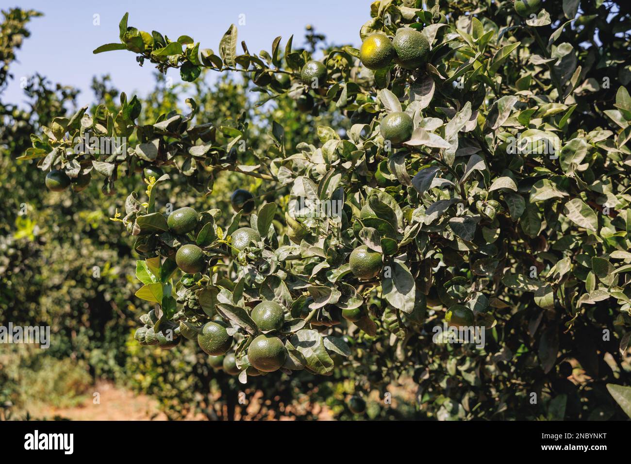 Mandarin trees green mandarins in hi-res stock photography and images ...