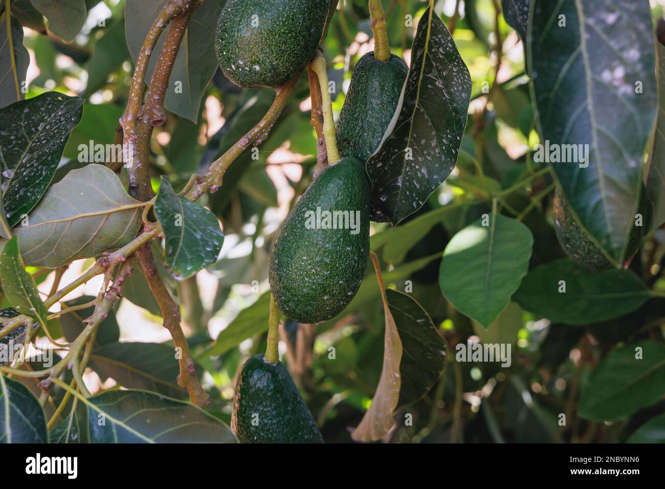 Avocado fruits on a tree in Cyprus island country Stock Photo - Alamy