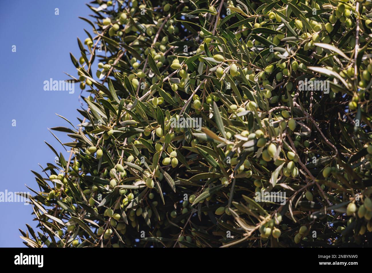 Olive tree on a farm in Cyprus island country Stock Photo - Alamy