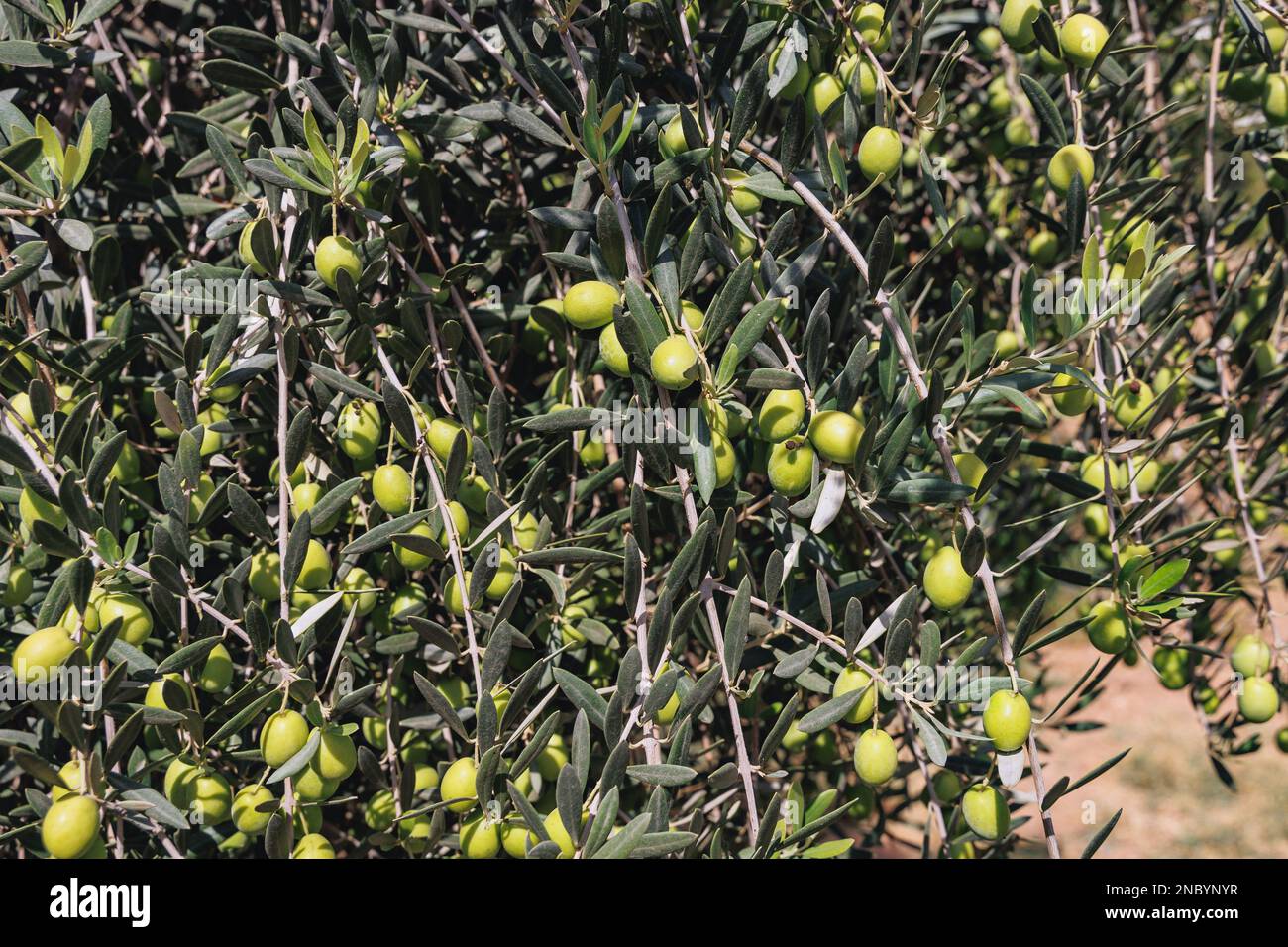 Olive tree on a farm in Cyprus island country Stock Photo - Alamy
