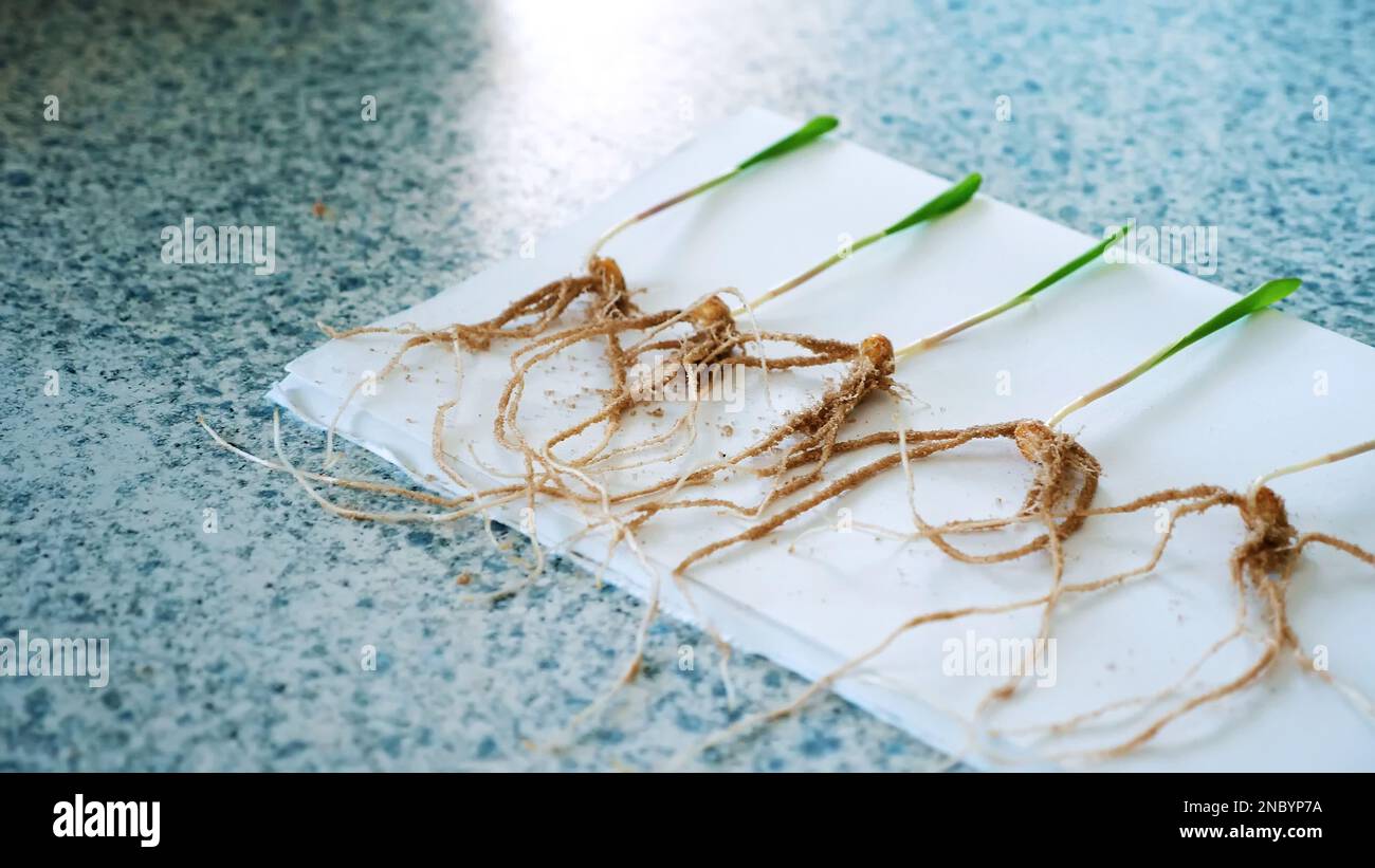 Shoots of new plant in hand hi-res stock photography and images - Alamy